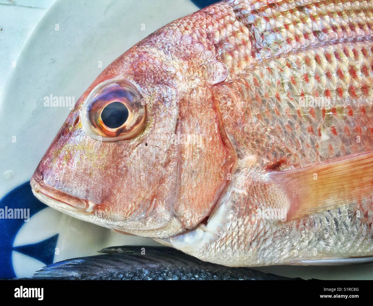 Sargo High Resolution Stock Photography and Images - Alamy