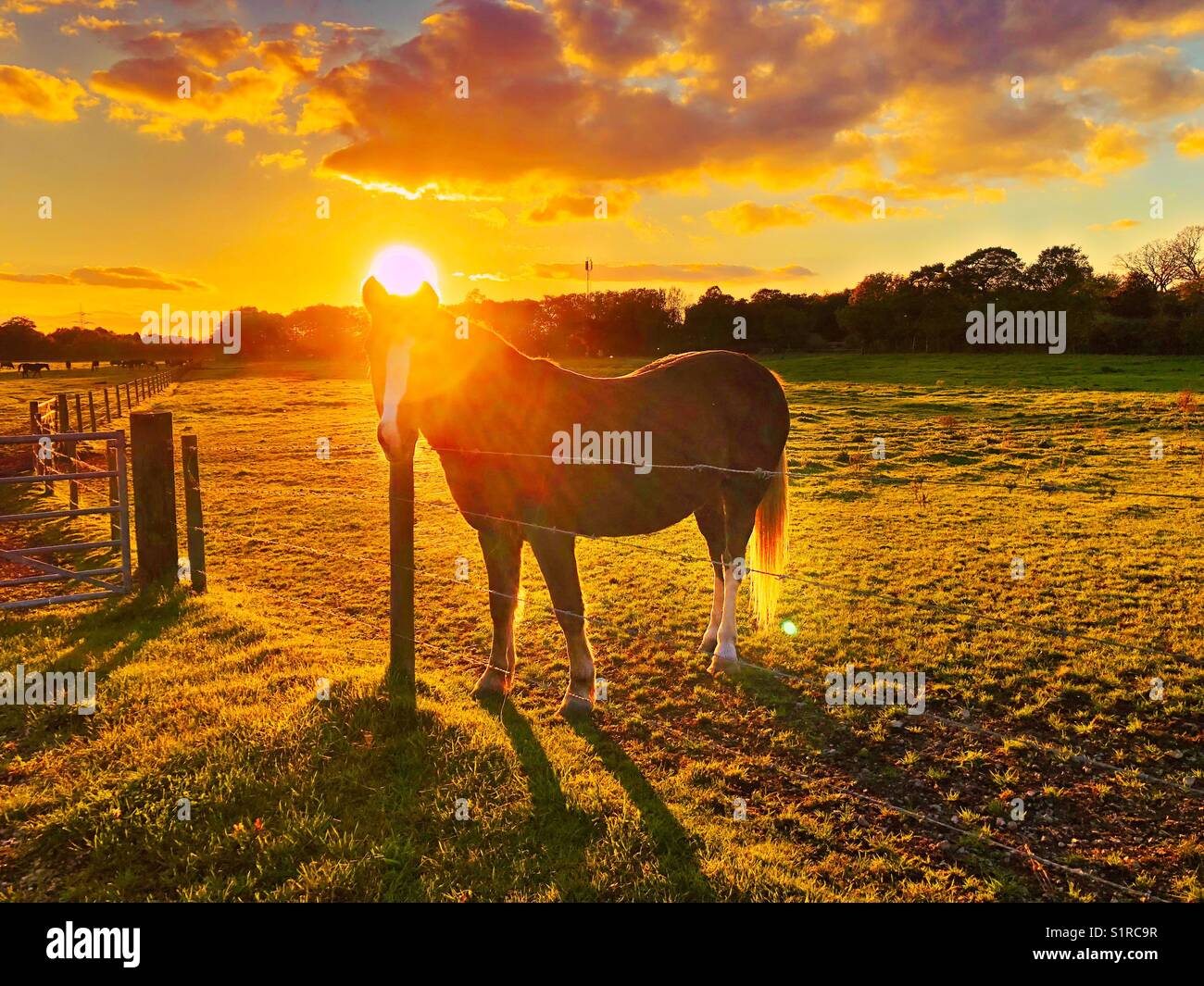 Horse field sunset hi-res stock photography and images - Alamy