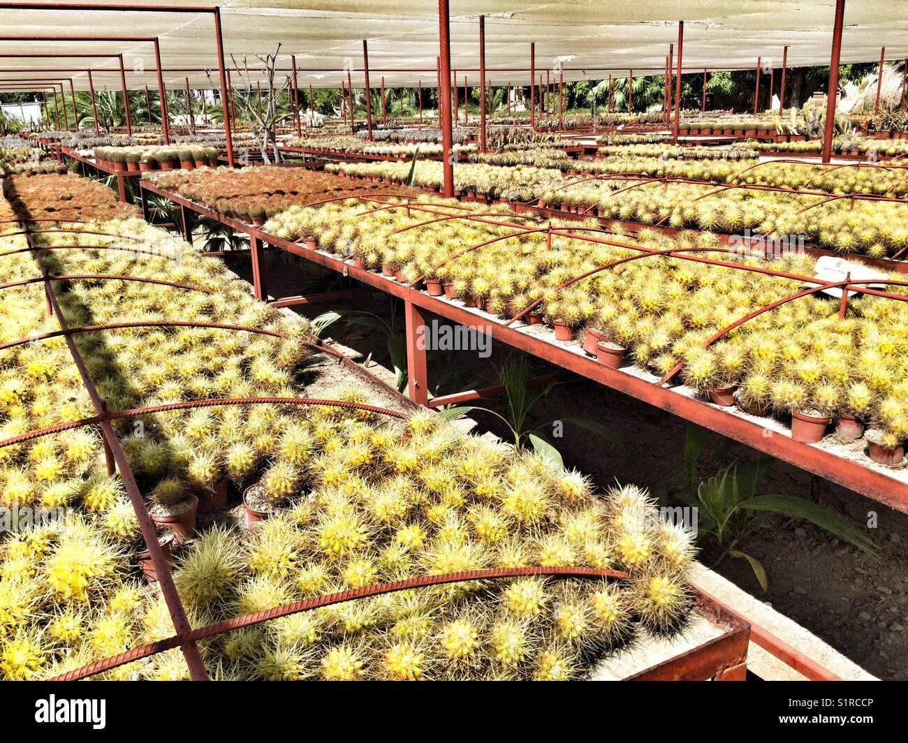 Rows of small yellow cactii in a cactus nursery in Puerto Los Cabos ...