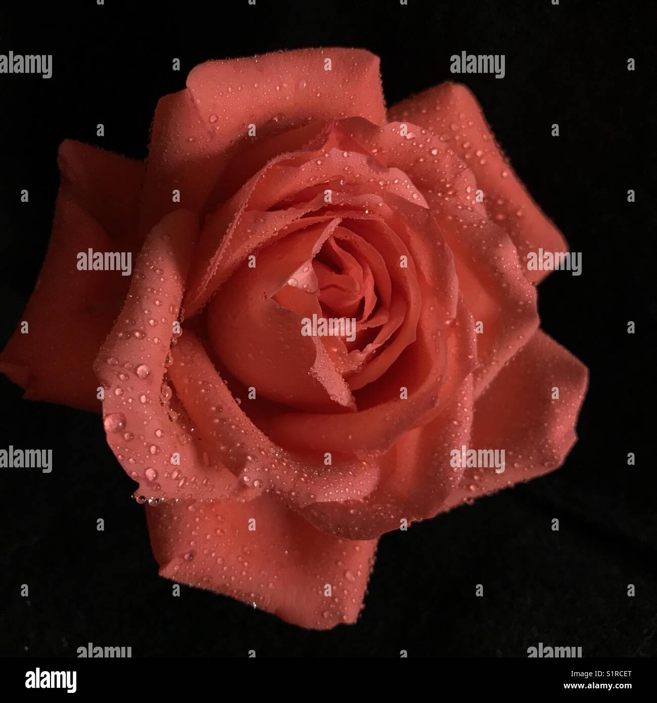 The One Rose Stock Photo - Alamy