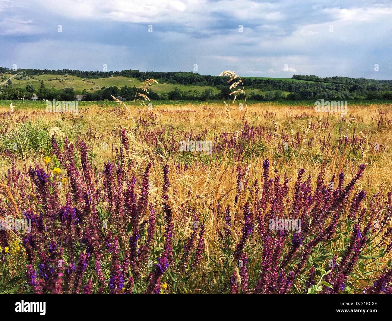 Fields of wild flowers in Ukraine Stock Photo - Alamy