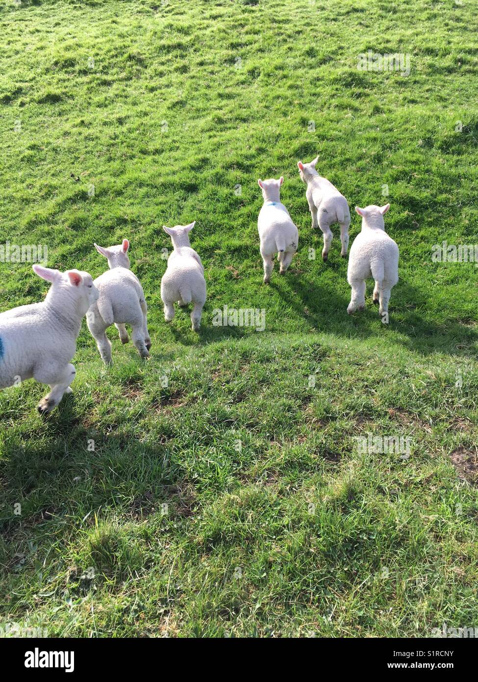 Lambs running in field hi-res stock photography and images - Alamy