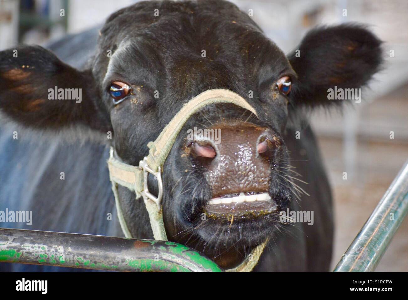 Smiling Dairy Cow