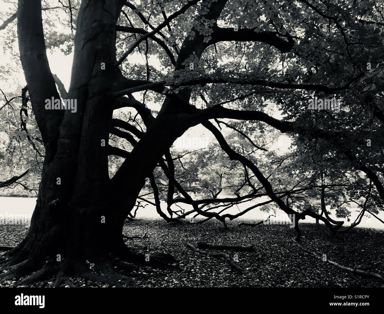 Black beech tree hi-res stock photography and images - Alamy