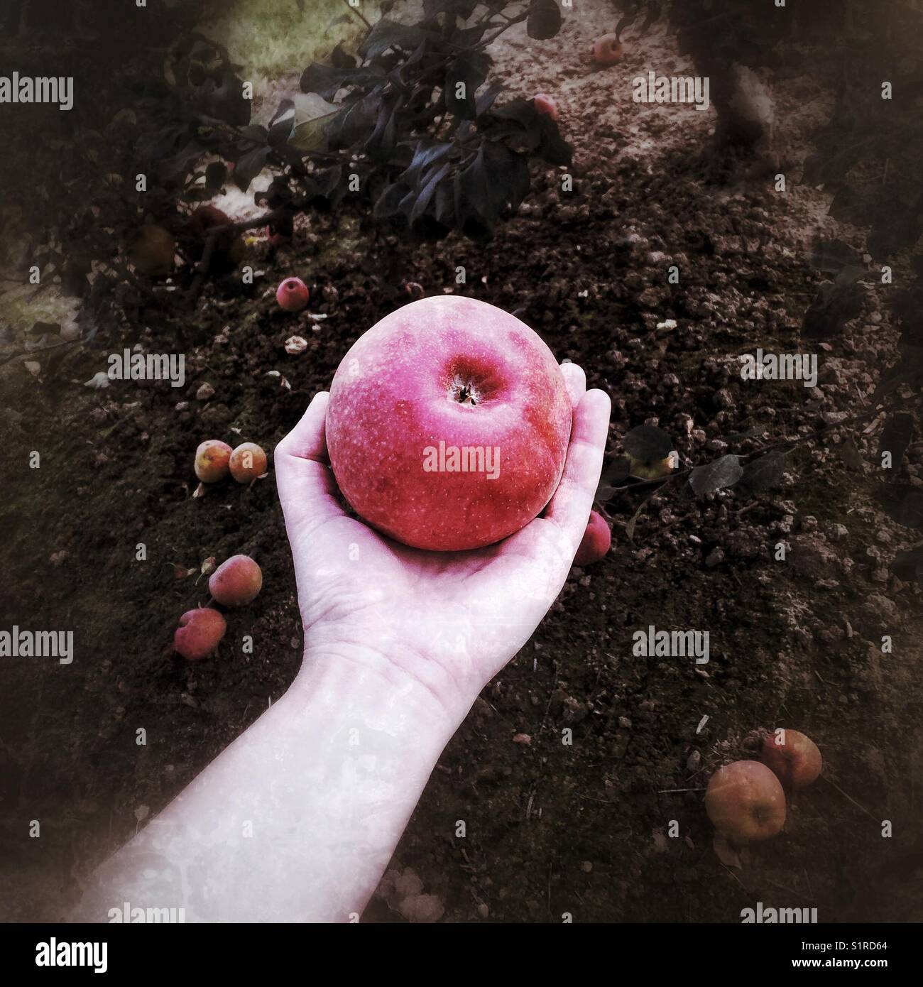 Large ripe red apple in stretched out hand above ground in the orchard ...