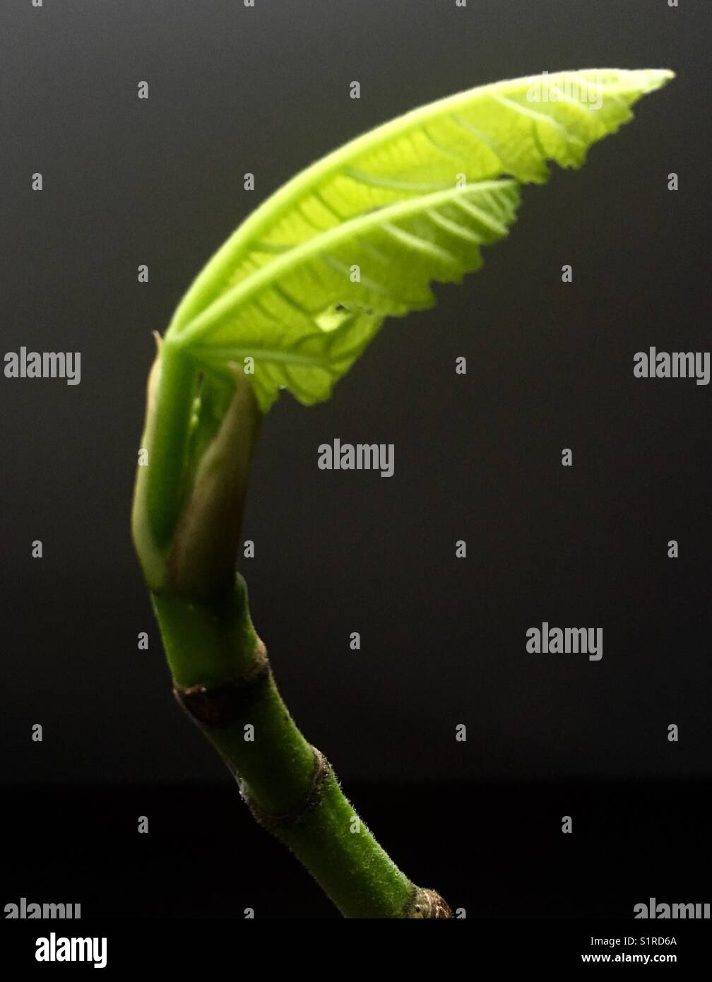 Growth shoot hi-res stock photography and images - Alamy