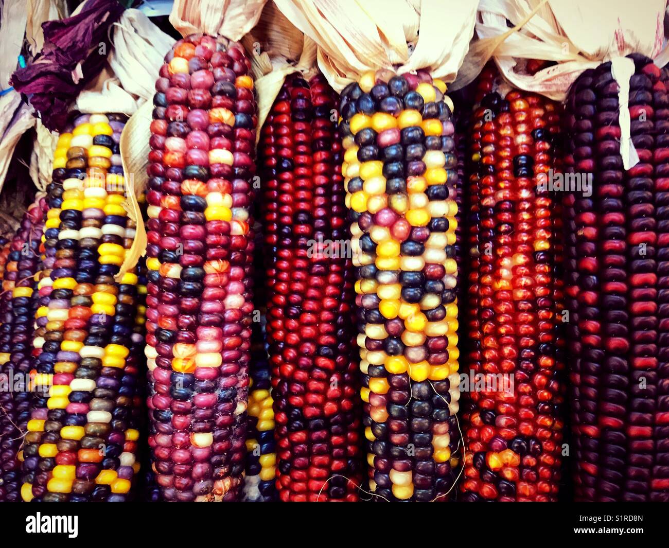 Ornamental corn hi-res stock photography and images - Alamy