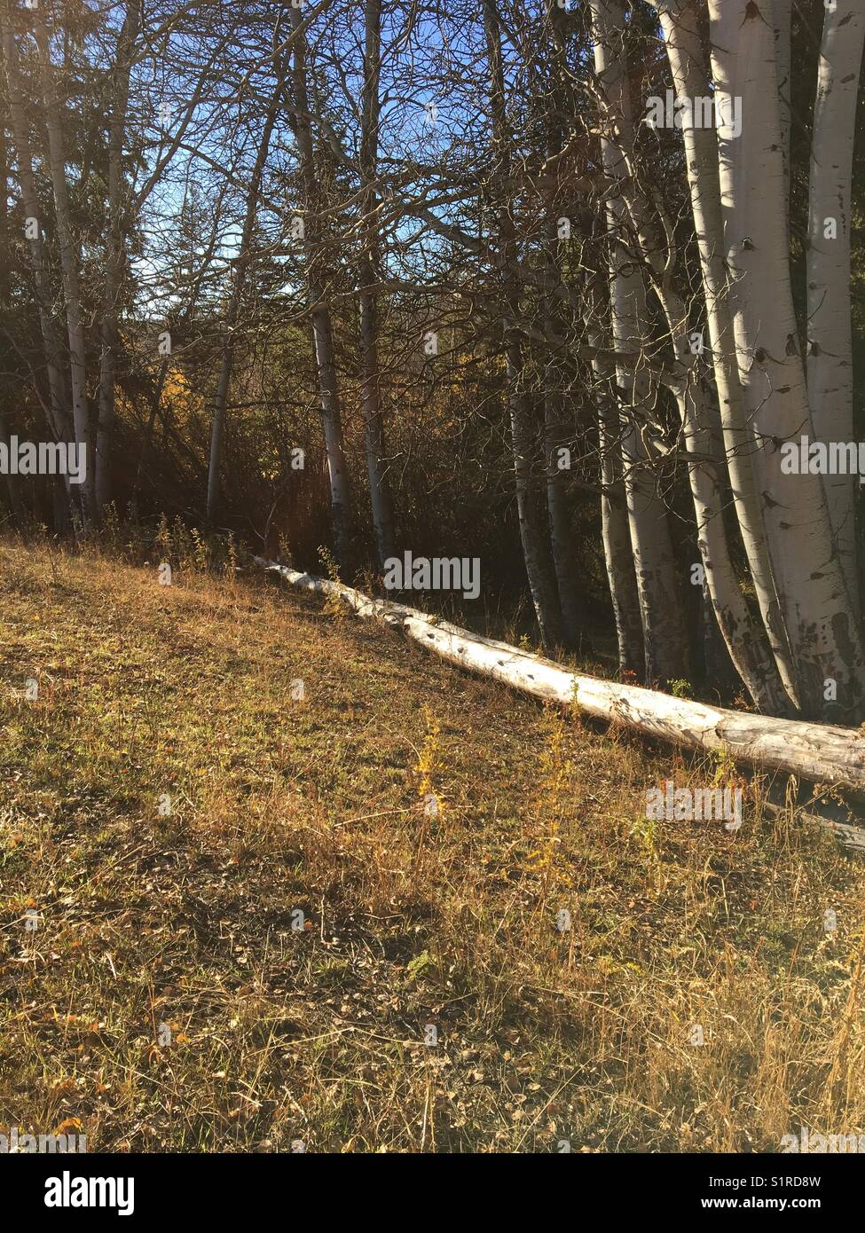 Poplar walk hi-res stock photography and images - Alamy