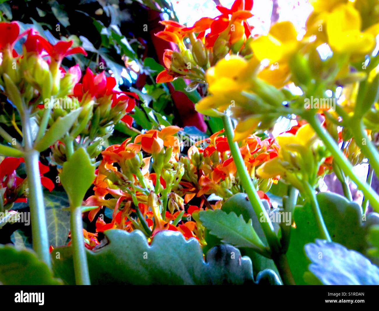 Jungle flowers hi-res stock photography and images - Alamy