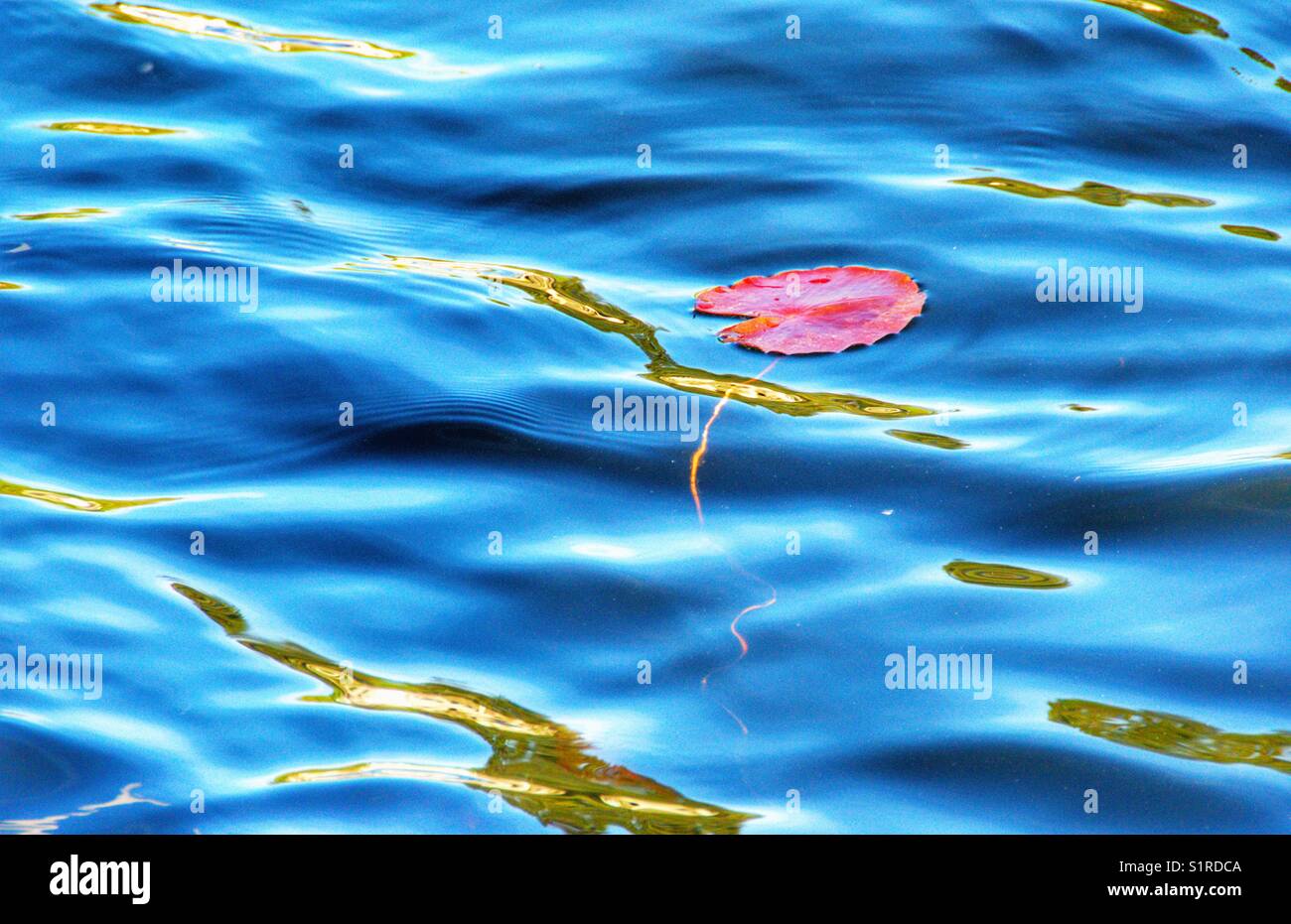 Floating leaves on the lake with ripples hi-res stock photography and ...