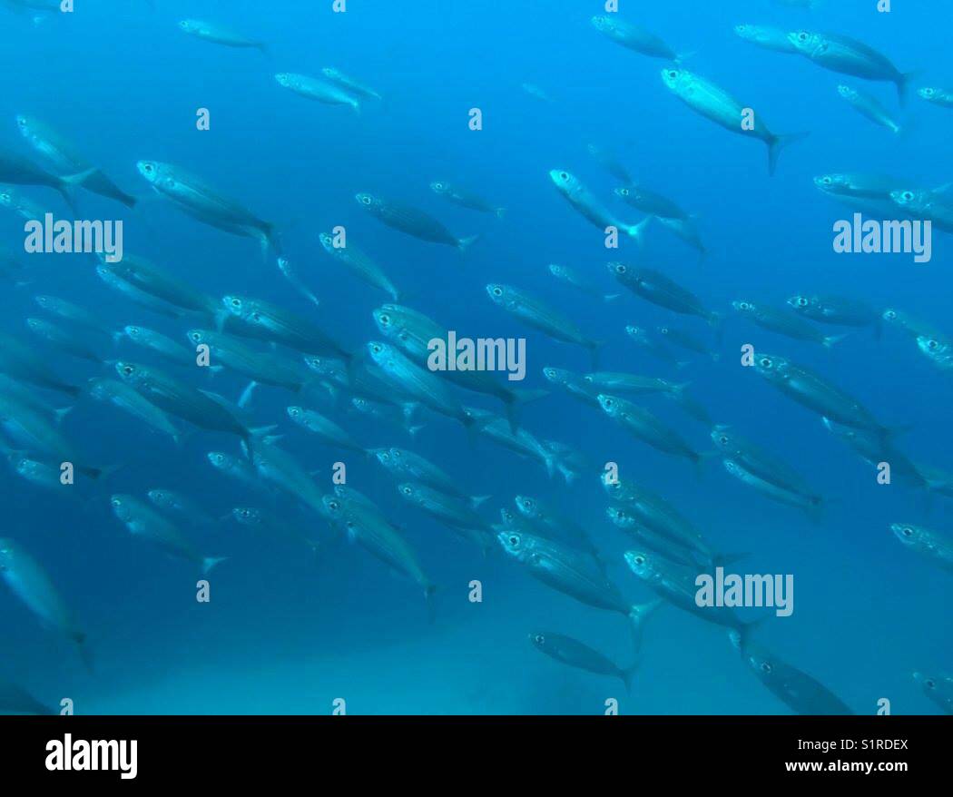 Fish viewed from submarine window Stock Photo - Alamy