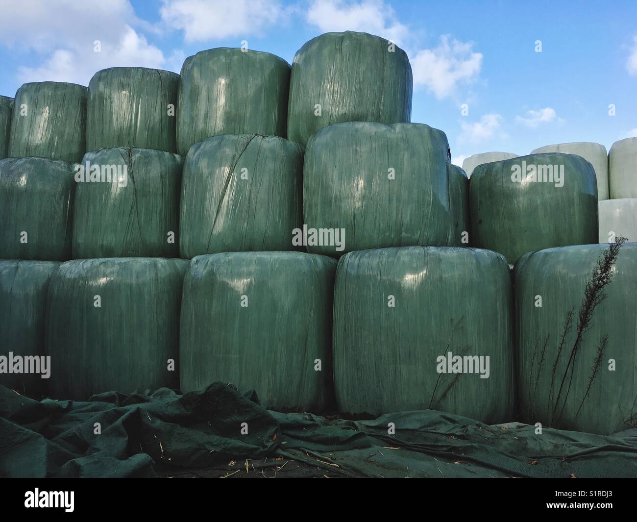 Plastic wrapped silage hi-res stock photography and images - Alamy