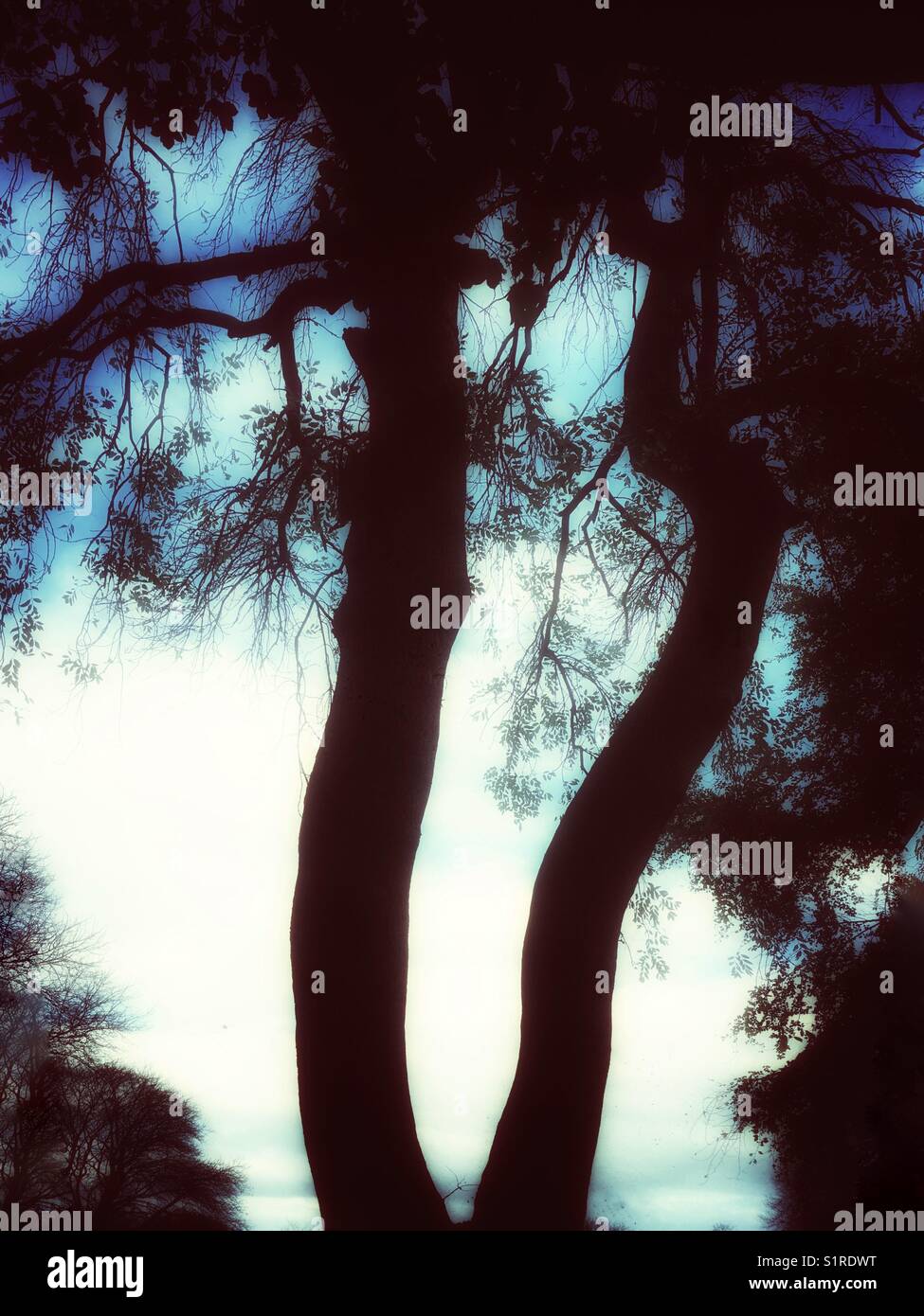 Fall tree silhouette hi-res stock photography and images - Alamy
