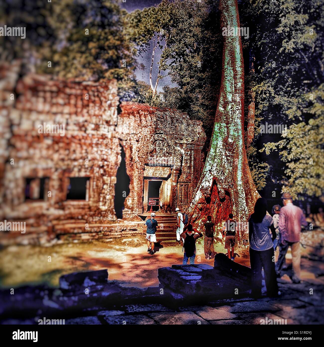 Angkor trees hi-res stock photography and images - Alamy