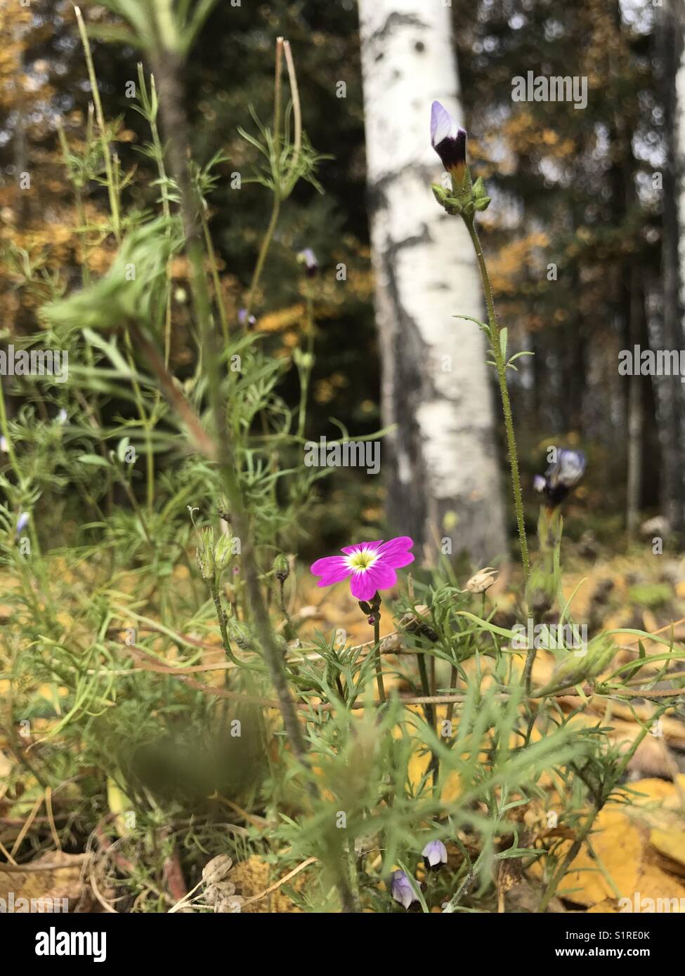 Flower capture hi-res stock photography and images - Alamy