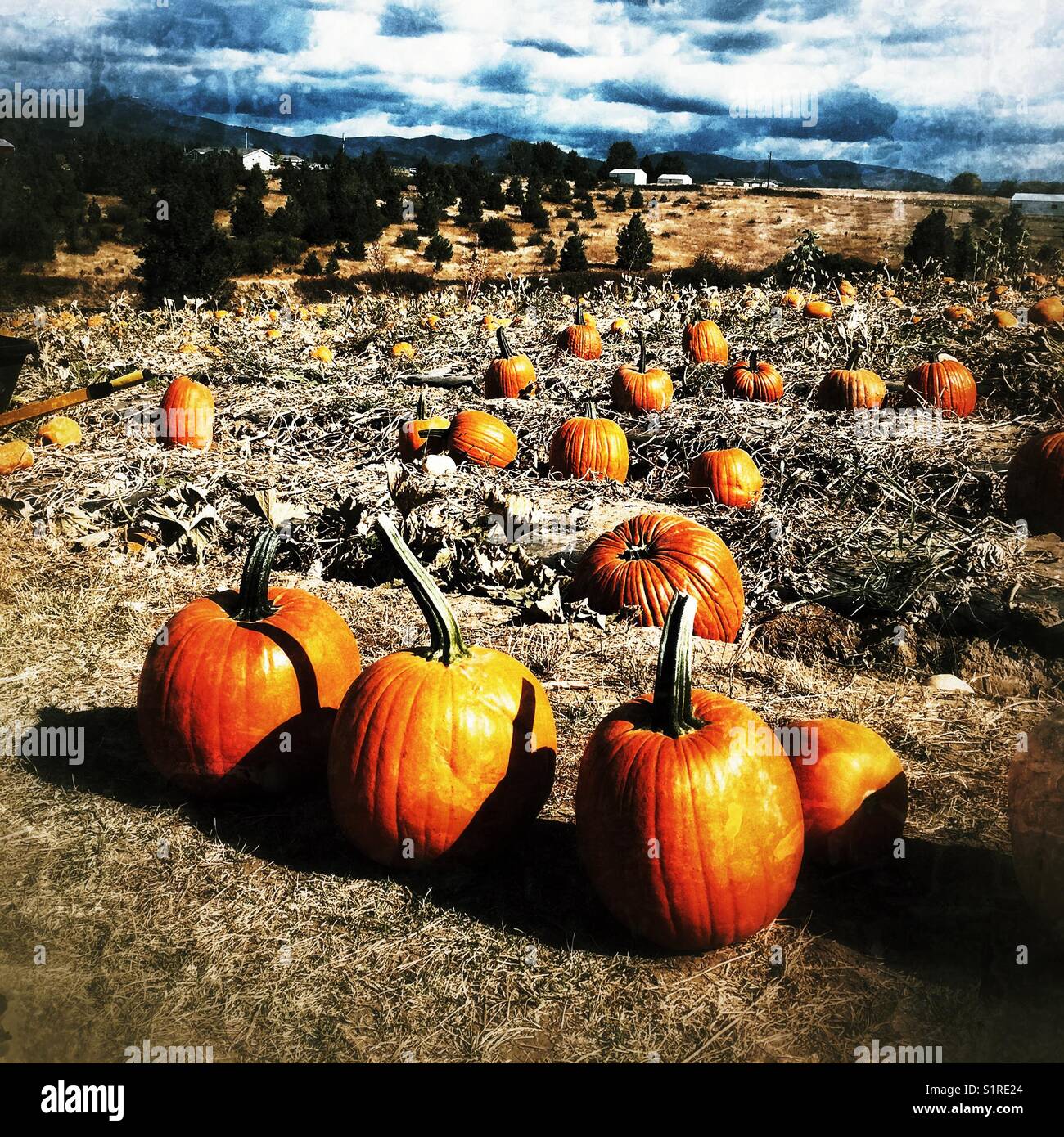 Big pumpkin hi-res stock photography and images - Alamy