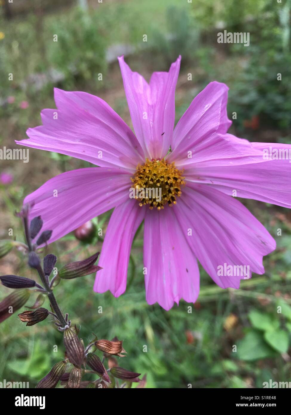 Droopy flower hi-res stock photography and images - Alamy