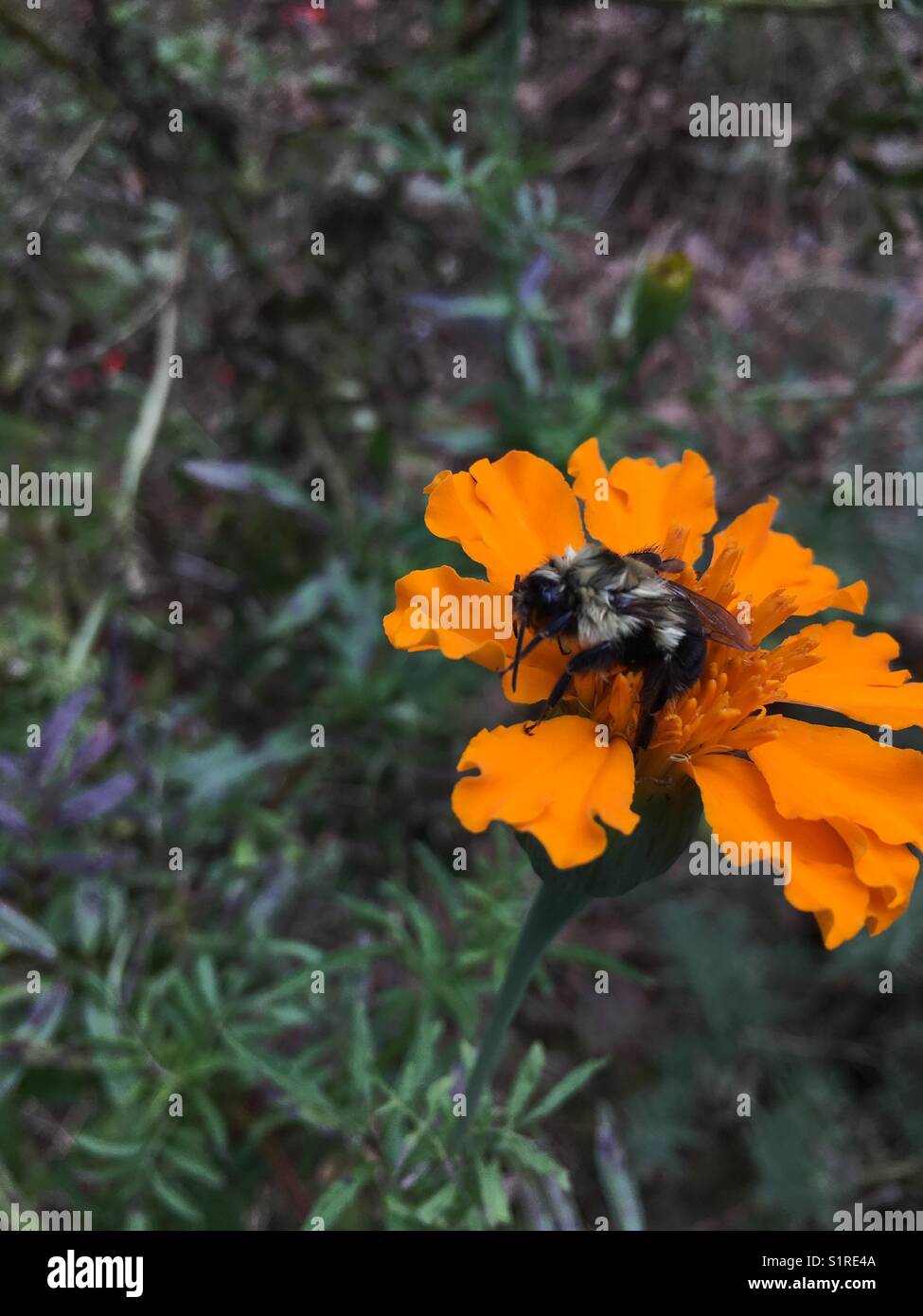 Bee on Marigold Stock Photo - Alamy