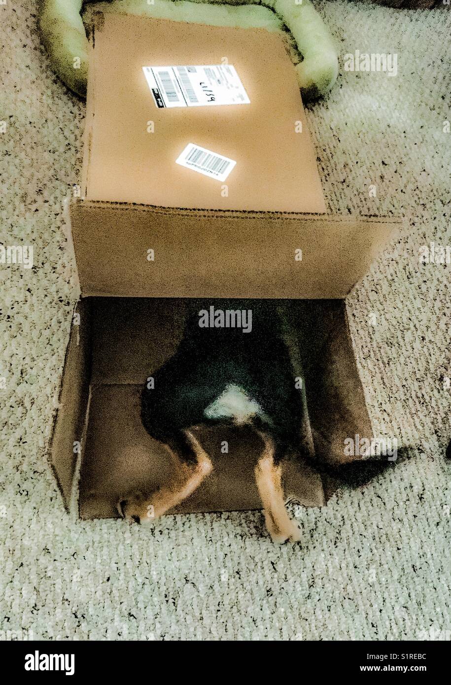 Puppy in box hi-res stock photography and images - Alamy