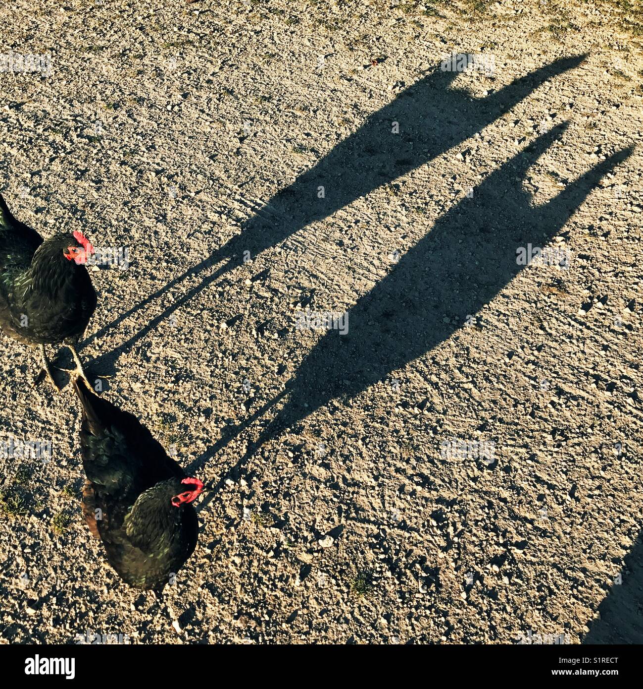 Chickens and their shadows Stock Photo - Alamy