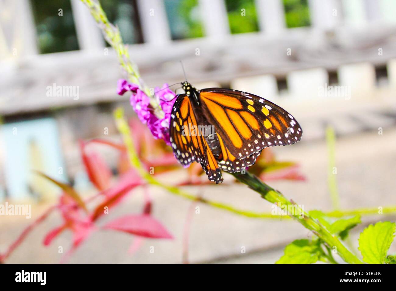 La mariposa monarca hi-res stock photography and images - Alamy