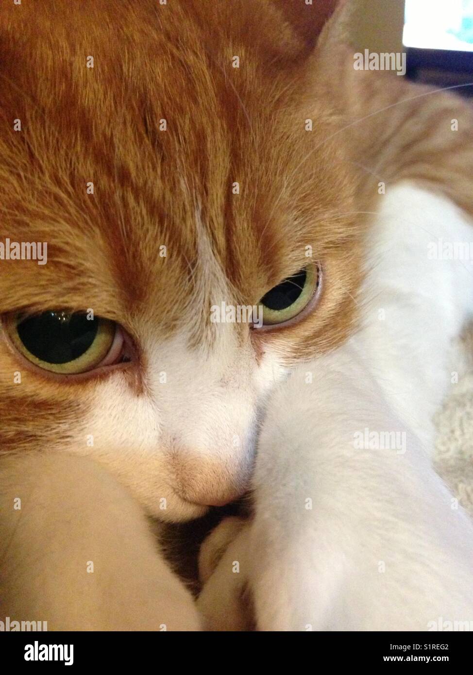 Always watching hi-res stock photography and images - Alamy