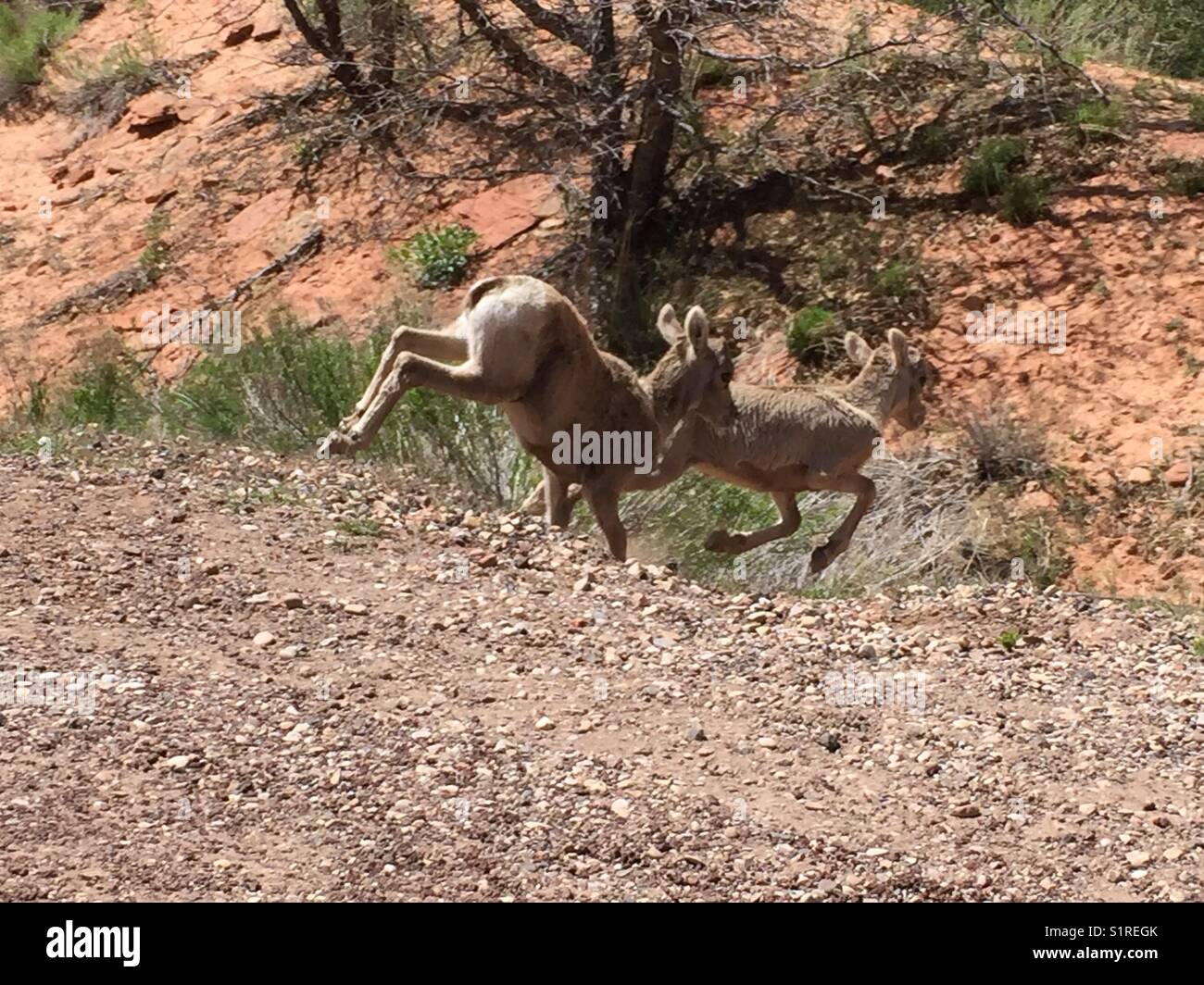 Happy deer hi-res stock photography and images - Alamy