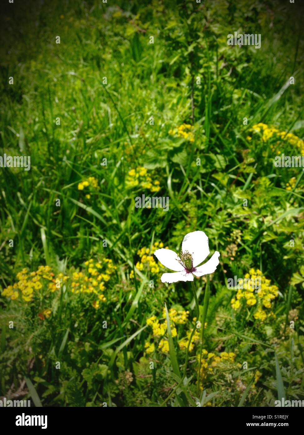 White peace poppy hi-res stock photography and images - Alamy