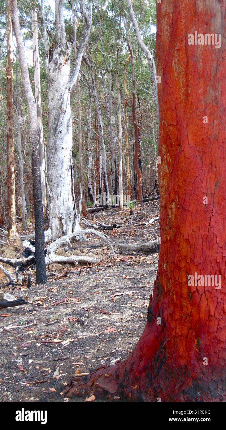 After the bushfire hi-res stock photography and images - Alamy
