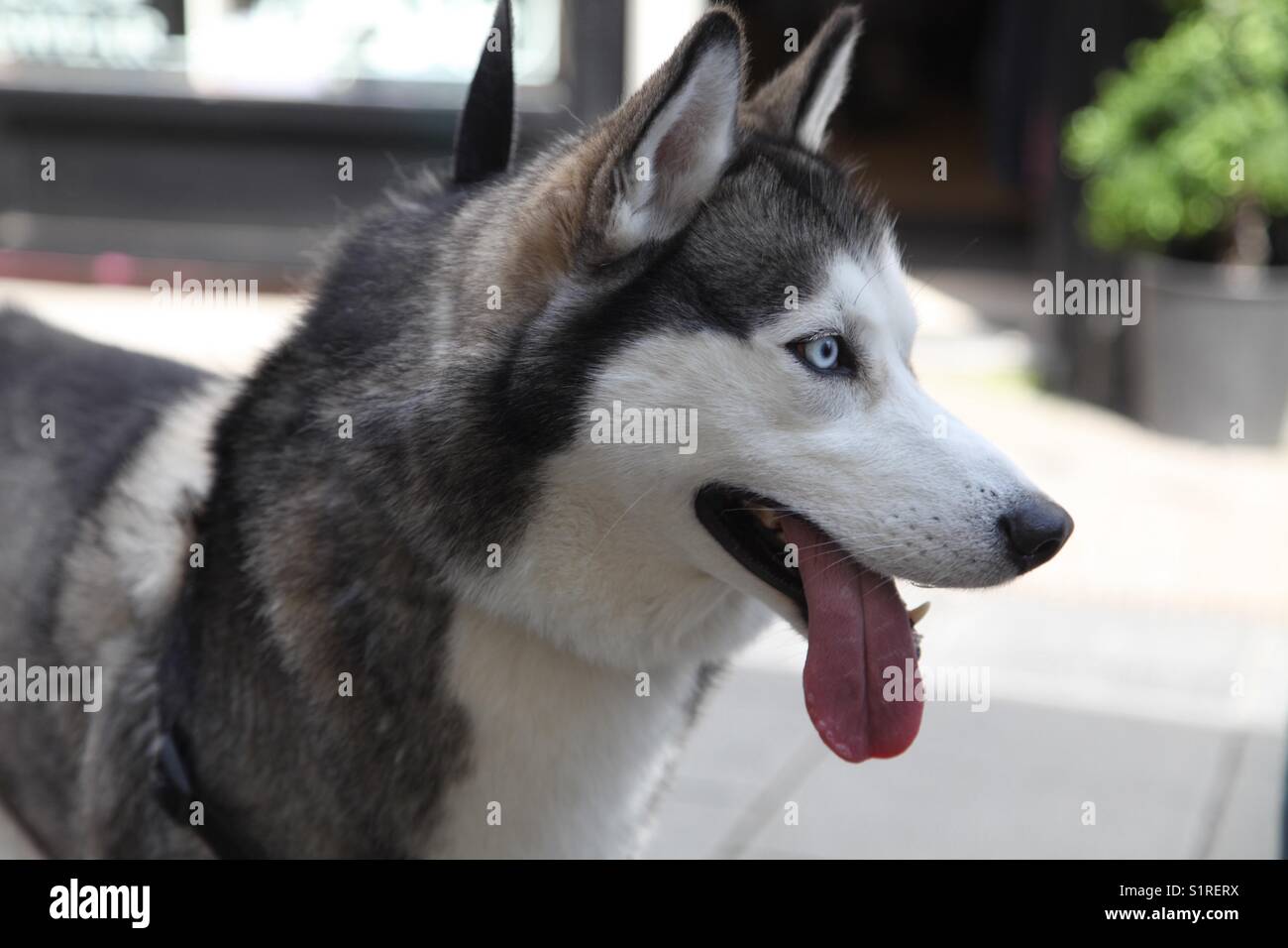 Tongue of husky hi-res stock photography and images - Alamy