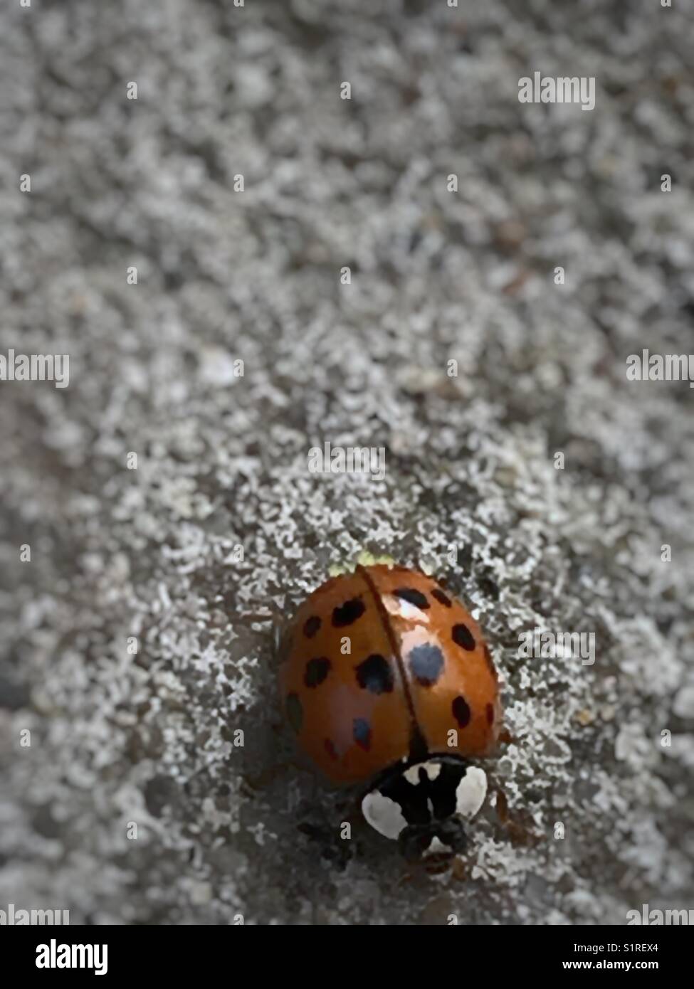 Asian lady beetle Stock Photo - Alamy