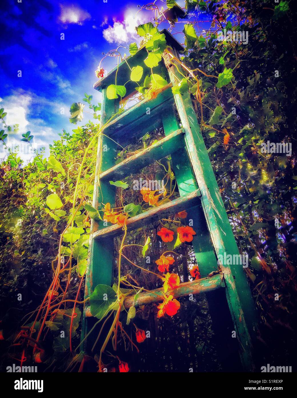 Ladder in garden gardening hi-res stock photography and images - Alamy