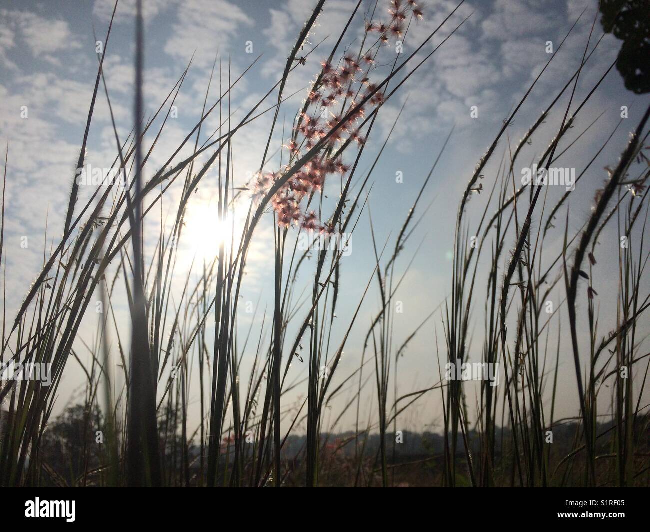 Grass bushes hi-res stock photography and images - Alamy