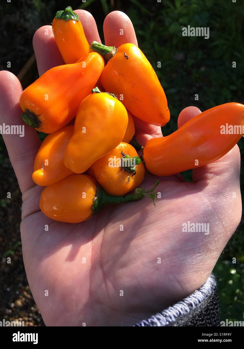 Man chilli hi-res stock photography and images - Alamy