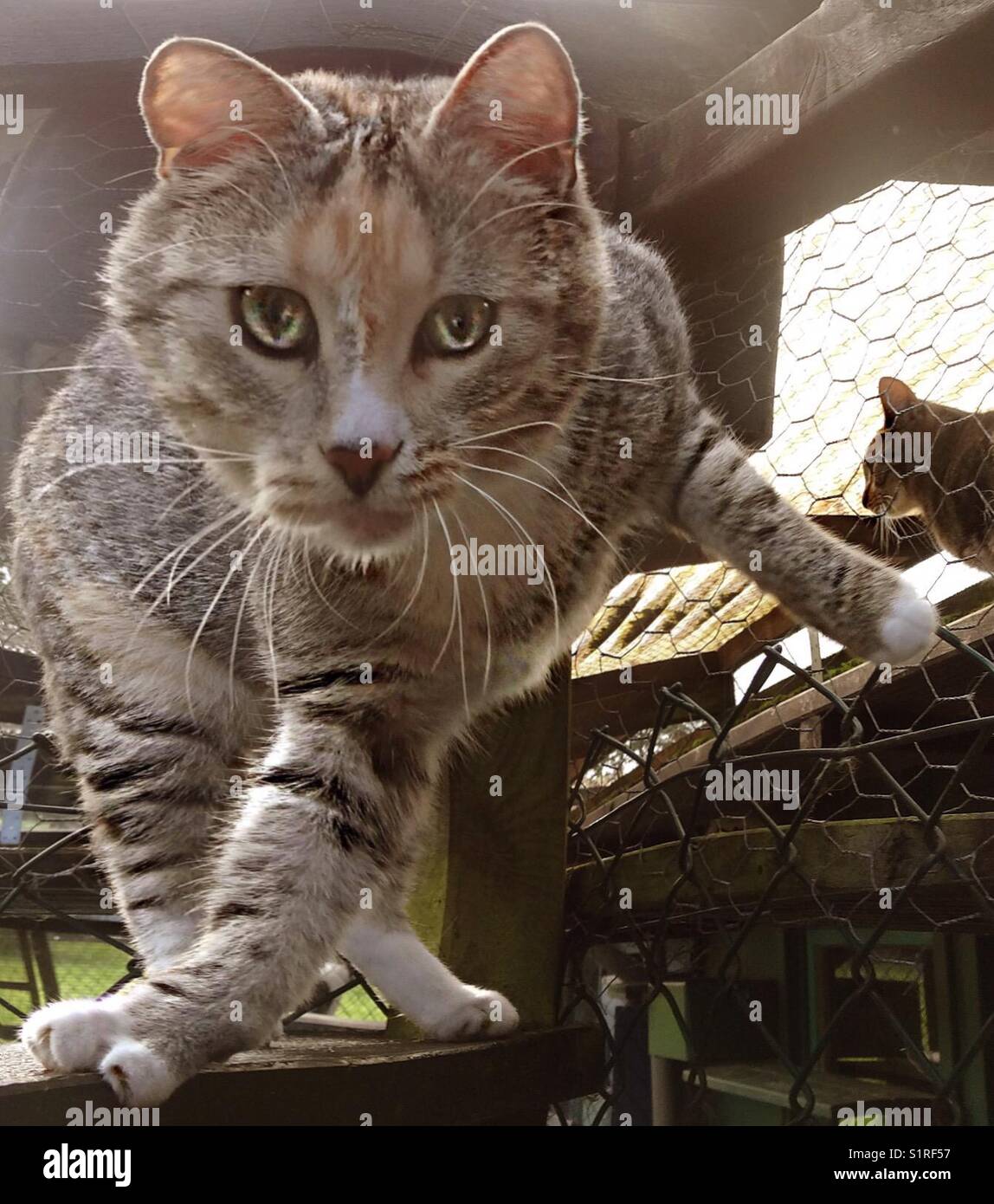 Moley hi-res stock photography and images - Alamy