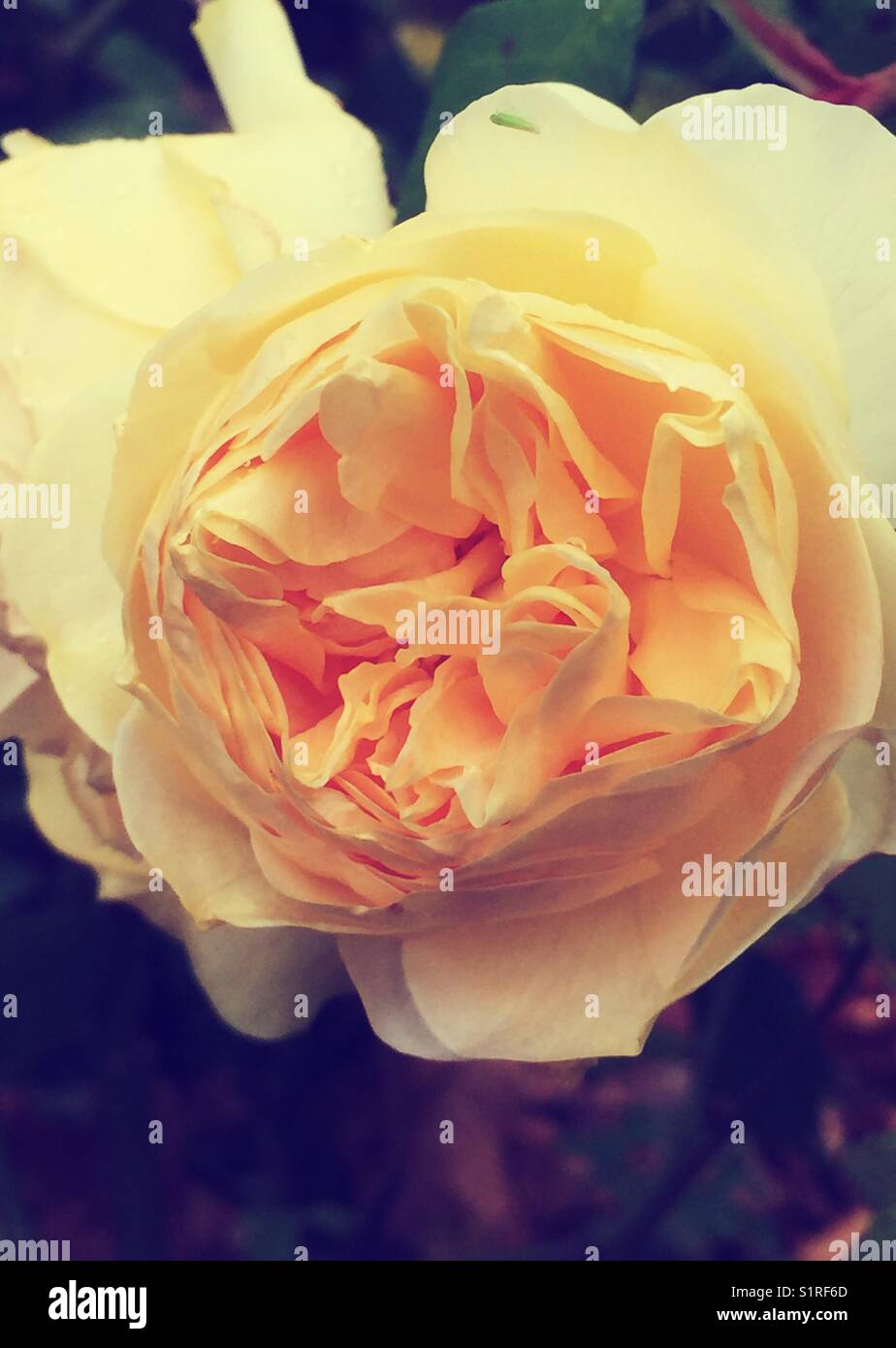 Frilly roses hi-res stock photography and images - Alamy