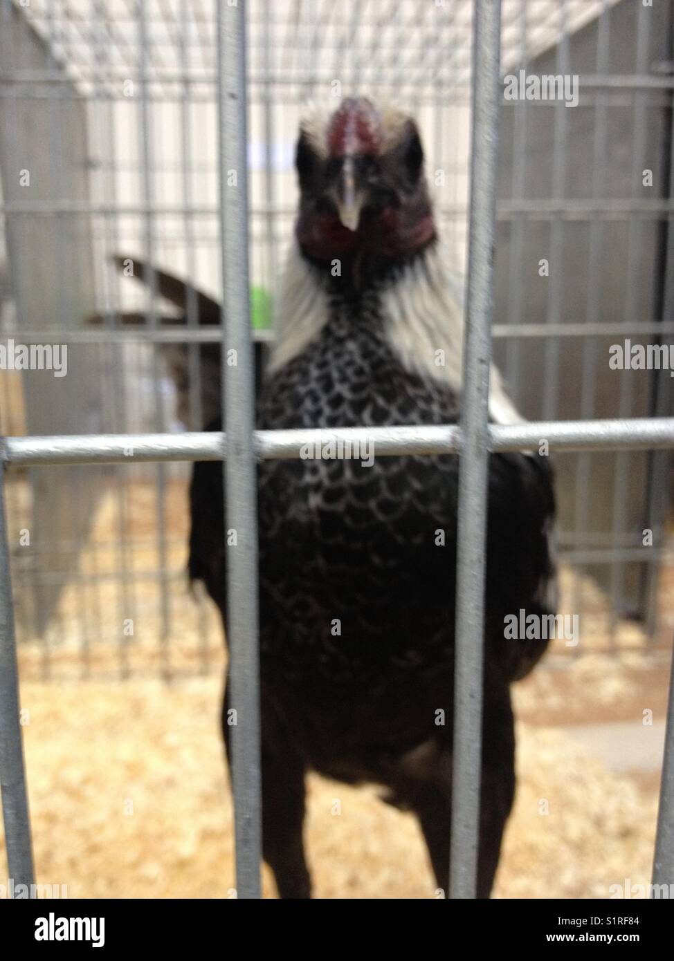 Bantam chicken hen hi-res stock photography and images - Alamy