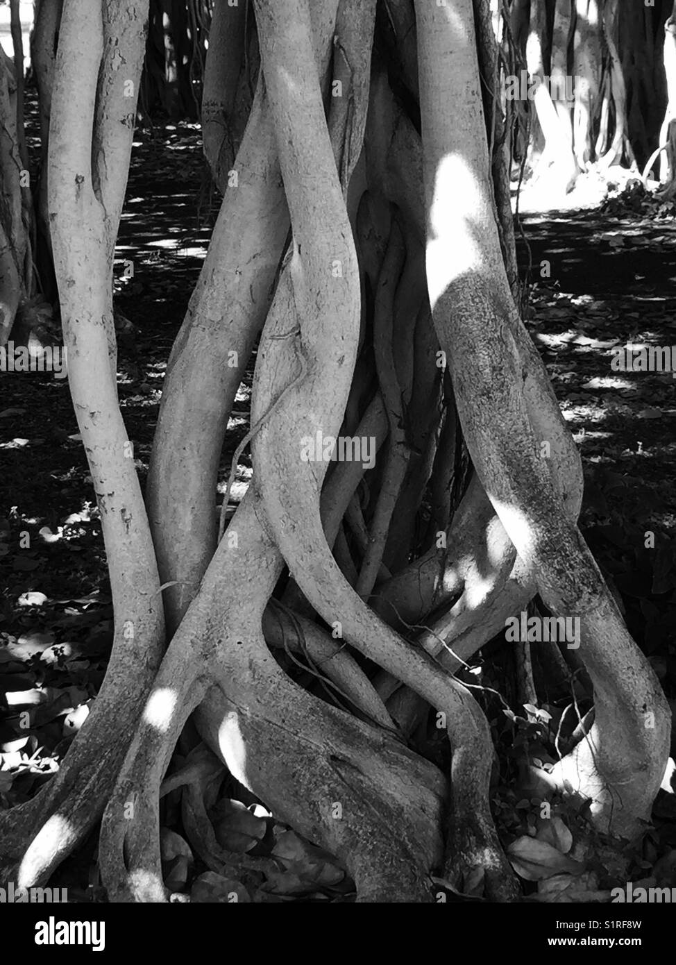 Banyan tree trunk hi-res stock photography and images - Alamy