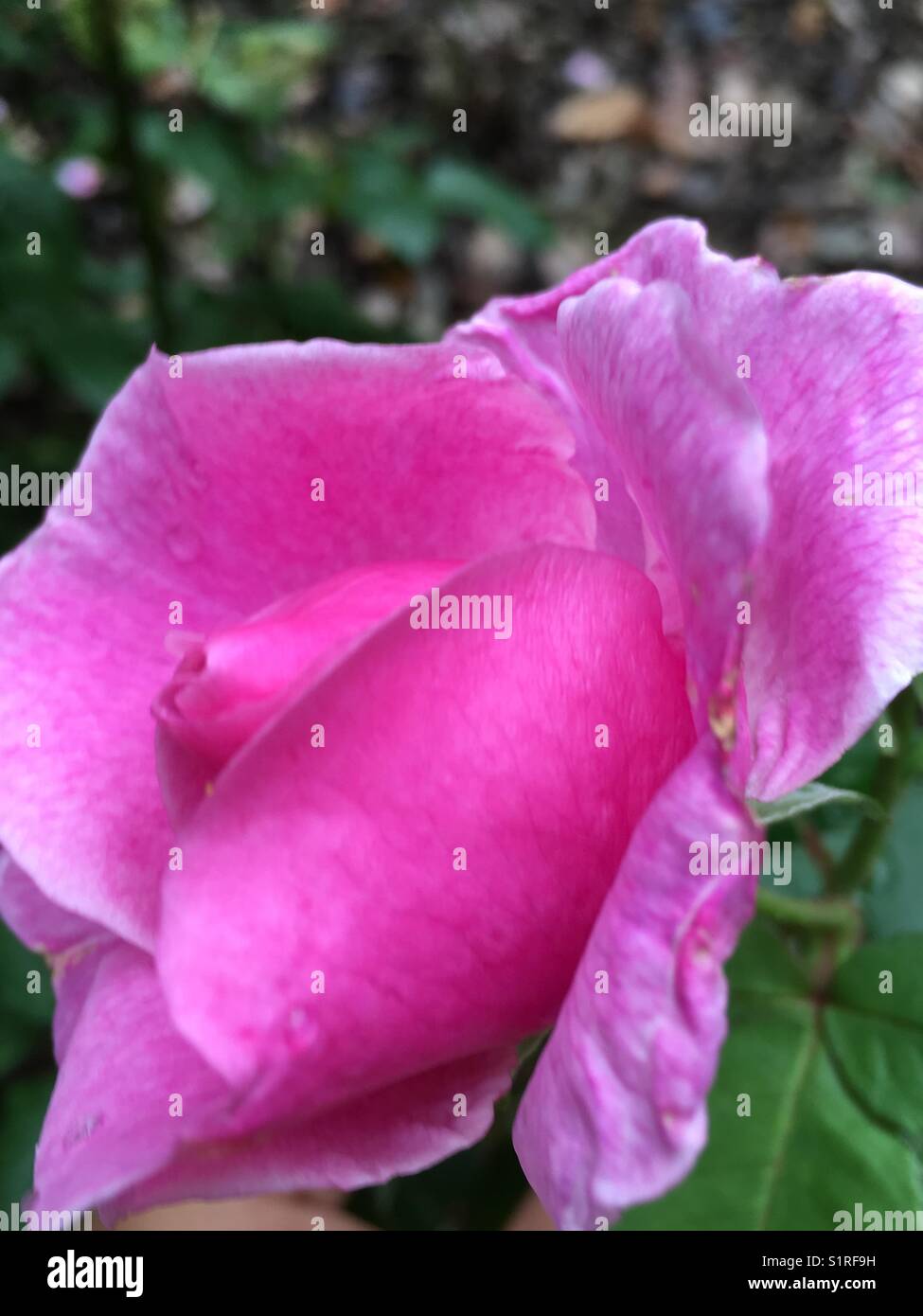 Sumer flower hi-res stock photography and images - Alamy