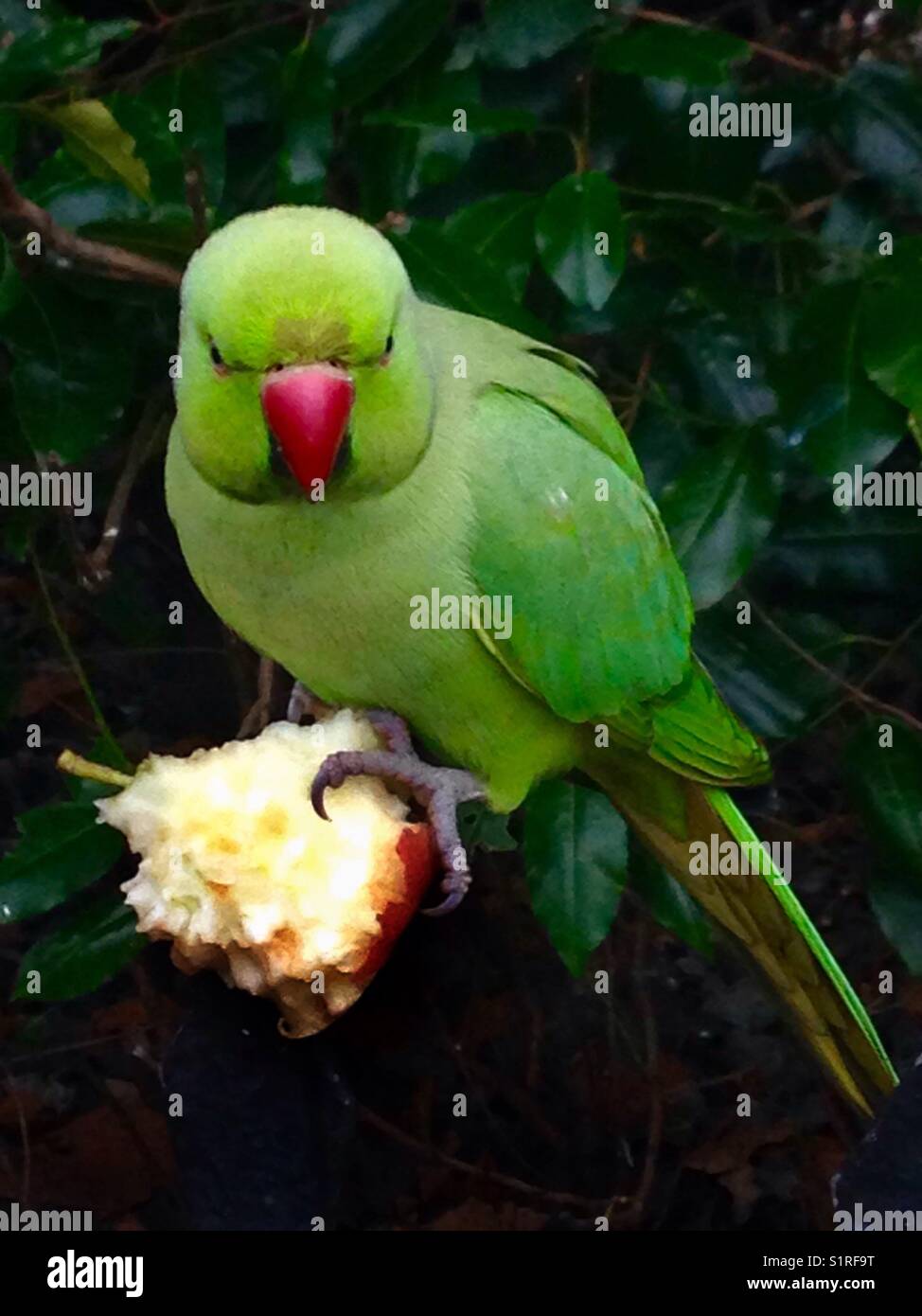 Parrot eating apple hi-res stock photography and images - Alamy