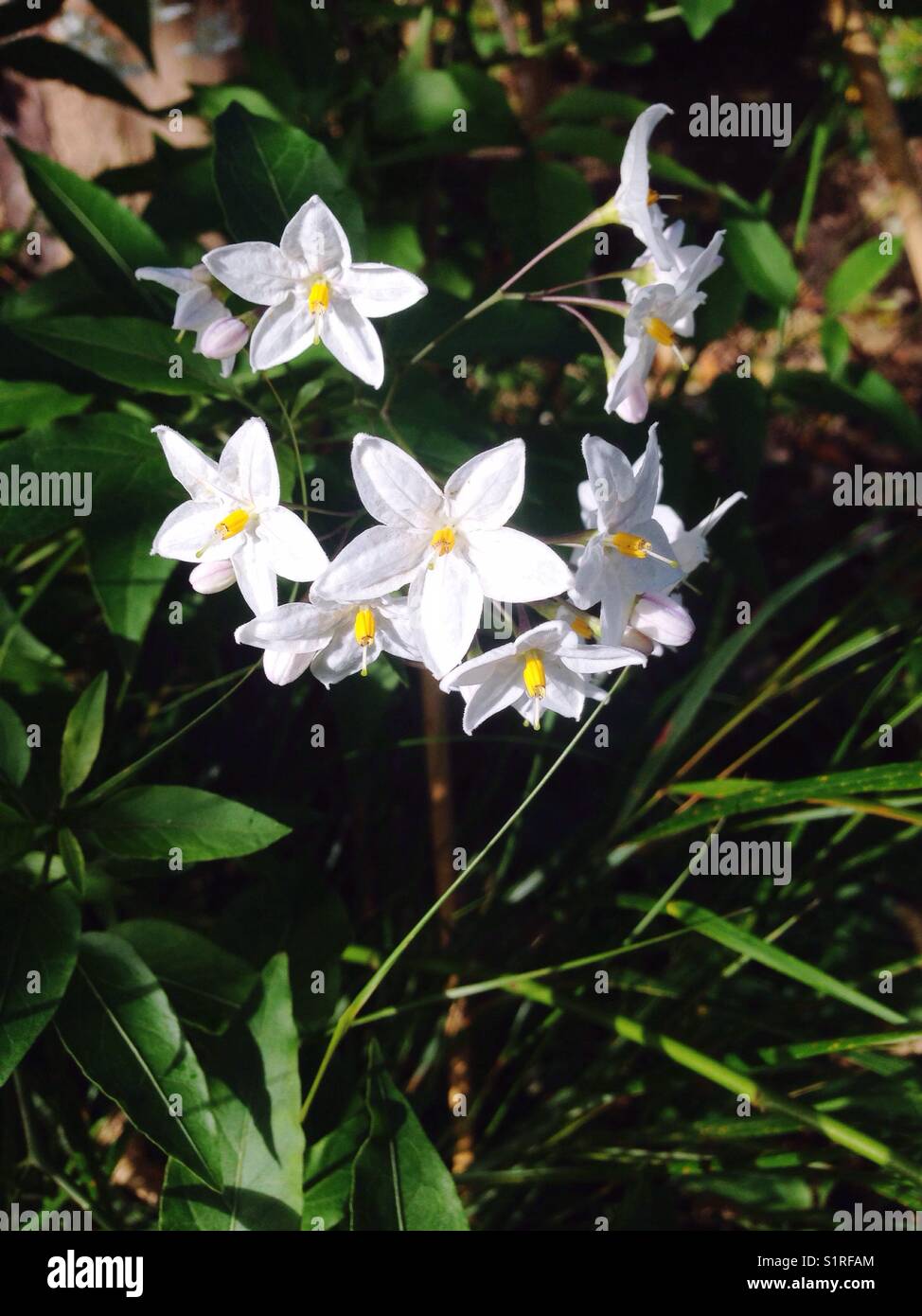 White flowers and leaves hi-res stock photography and images - Alamy