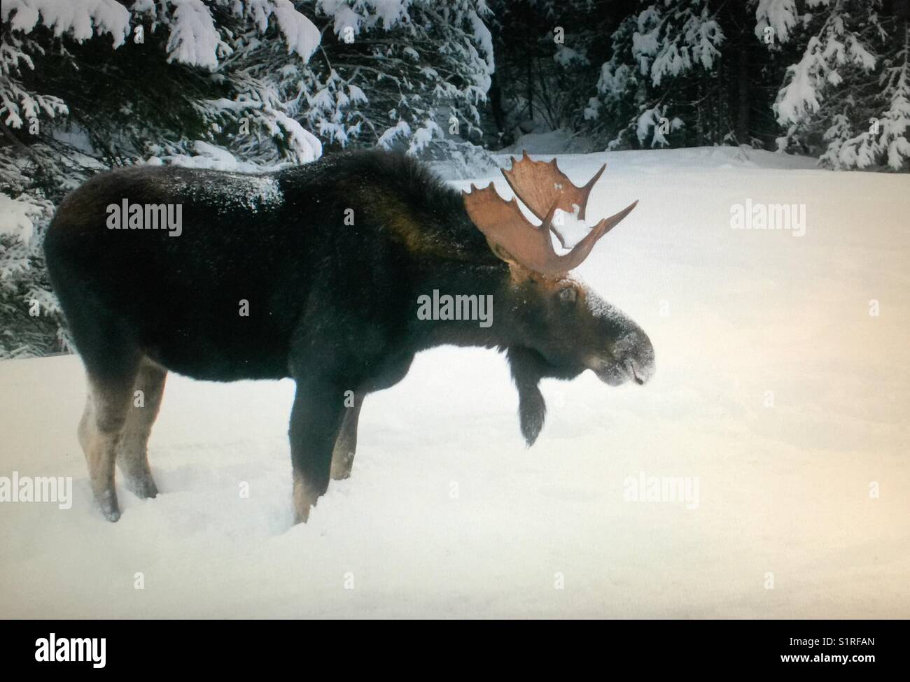 Moose In Deep Snow