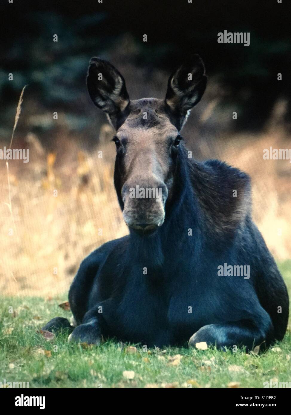 Cow moose reclining Stock Photo - Alamy