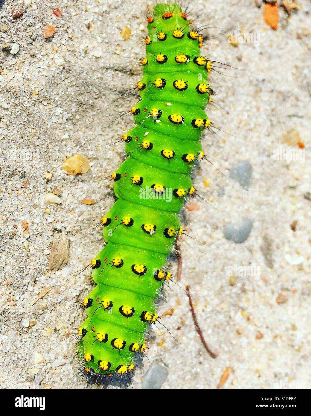 Caterpillar with spikes hi-res stock photography and images - Alamy
