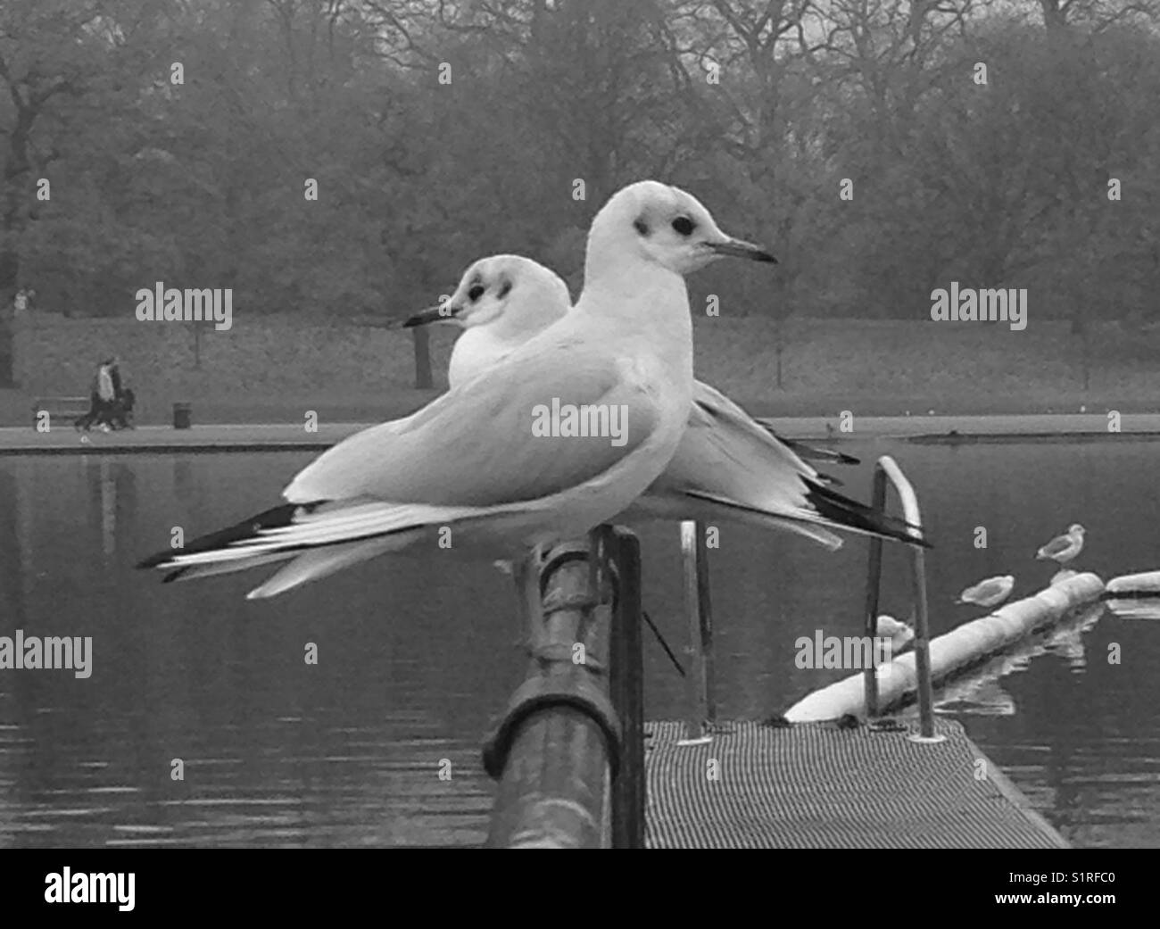 Black Seagulls High Resolution Stock Photography and Images - Alamy