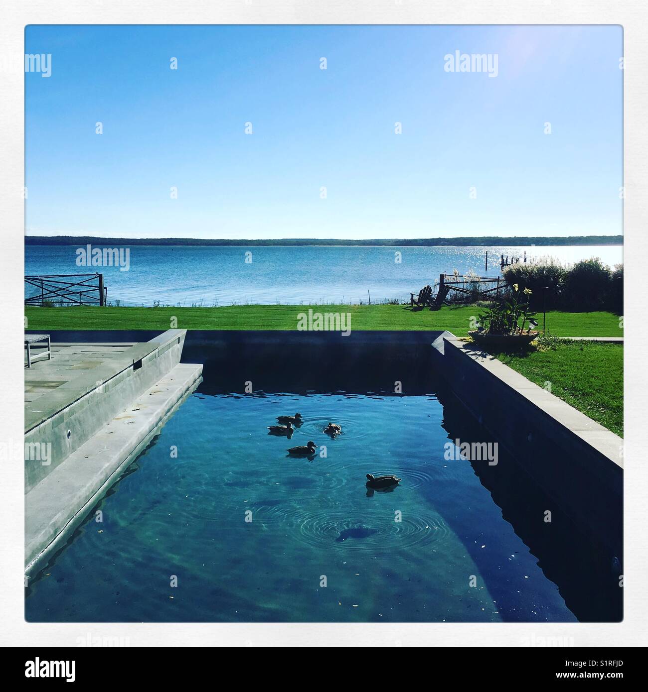 Sunny ducks hi-res stock photography and images - Alamy