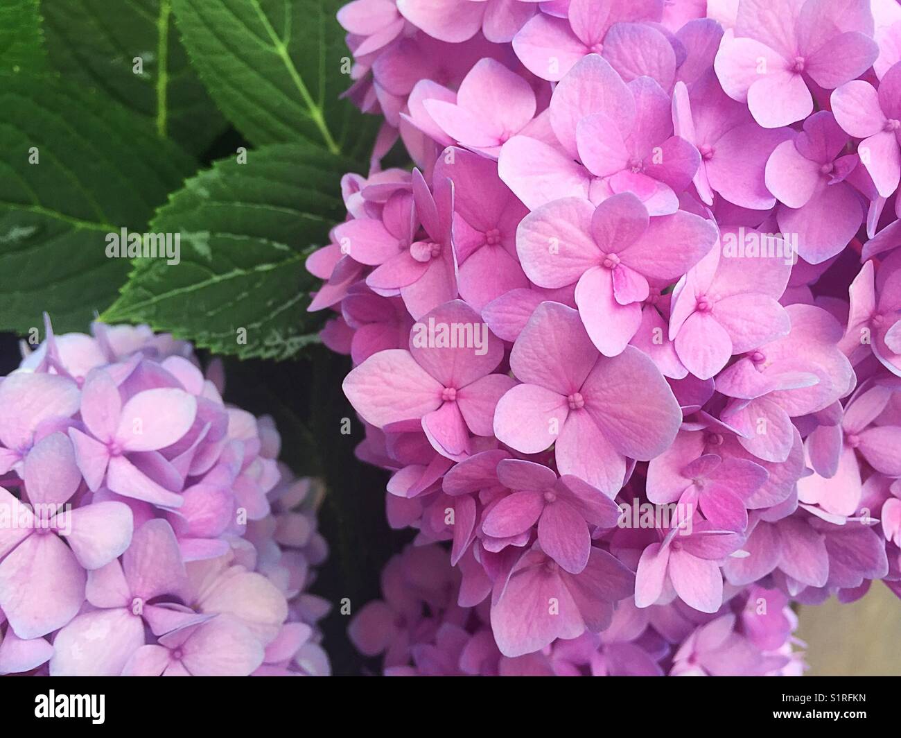 Hydrangia hi-res stock photography and images - Alamy