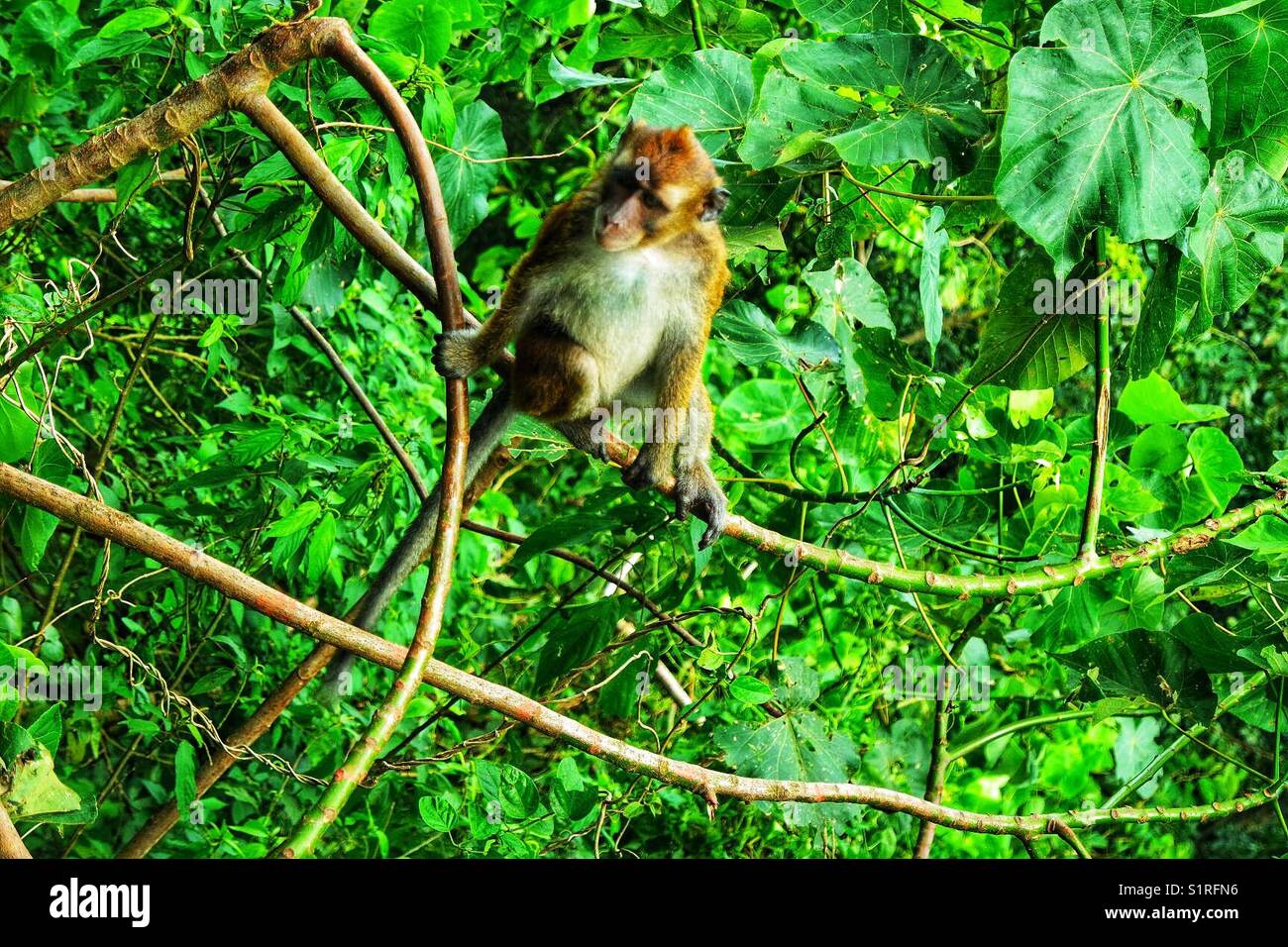 Wild animal thinking hi-res stock photography and images - Alamy