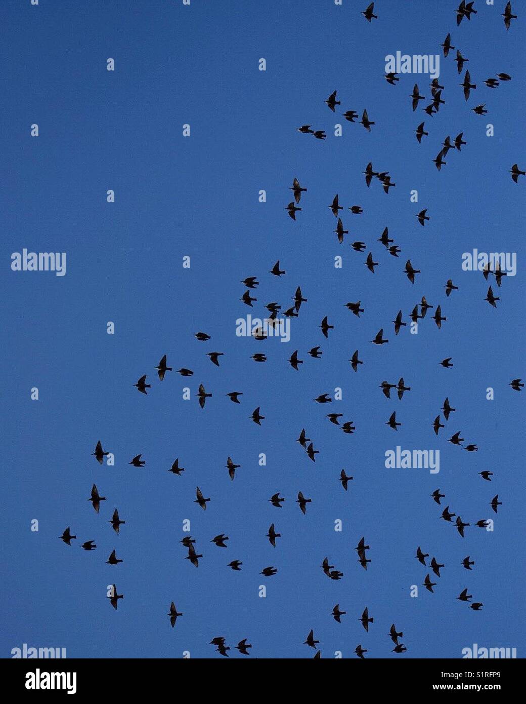 Birds flying sky hi-res stock photography and images - Alamy