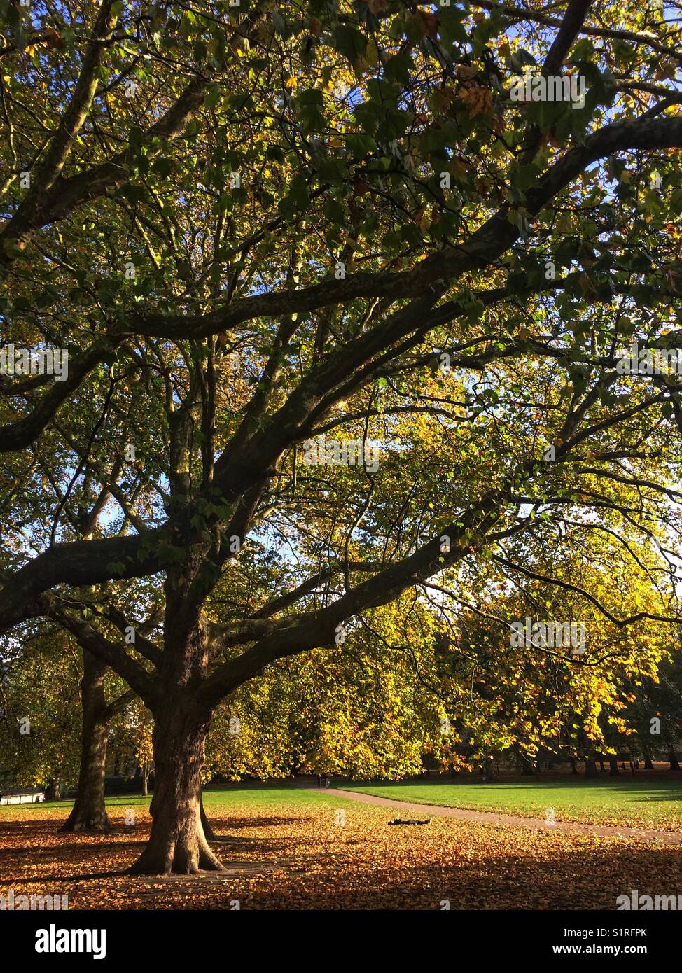 Sleeping under tree hi-res stock photography and images - Alamy